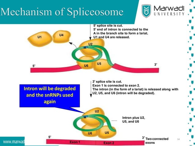 Post-Transcriptional Modification of Eukaryotic mRNA | PDF