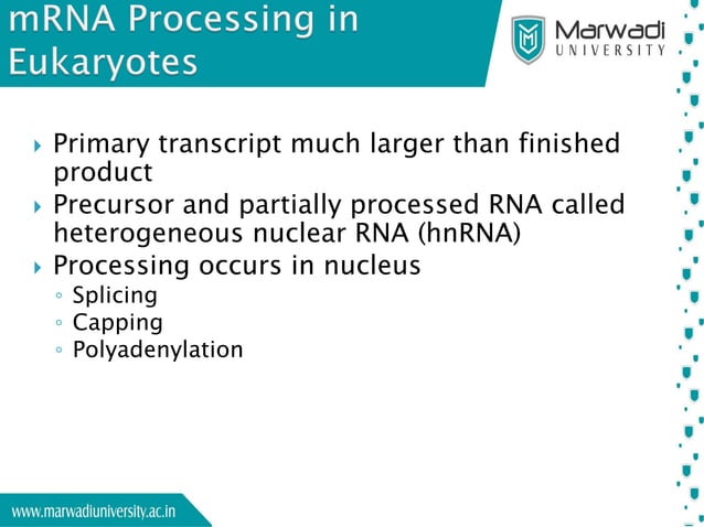 Post-Transcriptional Modification of Eukaryotic mRNA | PDF