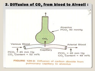 Co2 transport in blood | PPT