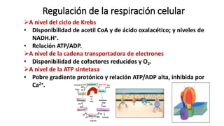 Respiración celular y cadena transporatadora de electroes | PPTX