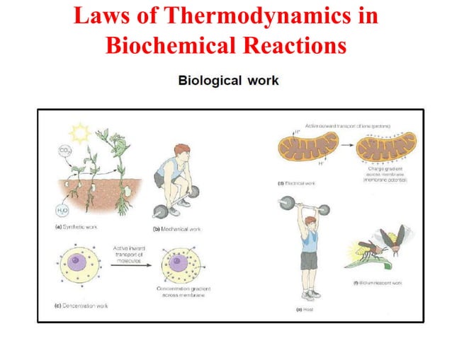 Biochemical Thermodynamics for Biotechnology | PPTX