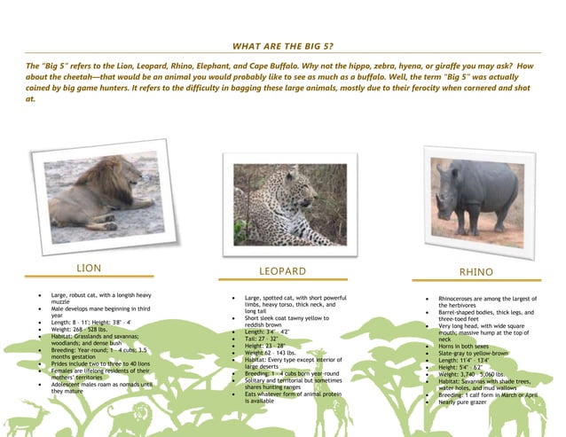 Brochure Safari | PPT
