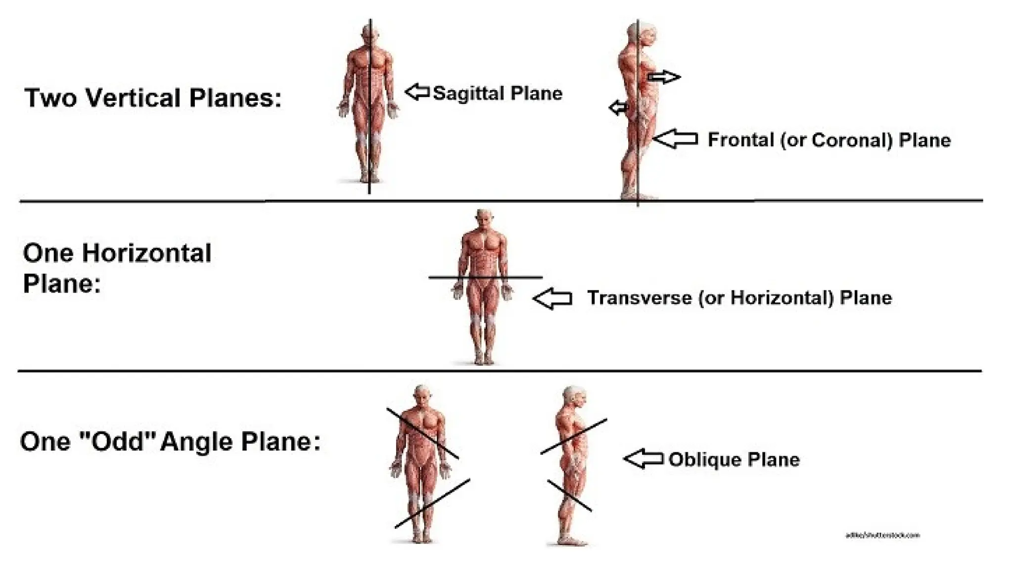 an introduction to human anatomy basics and terminology | PPTX