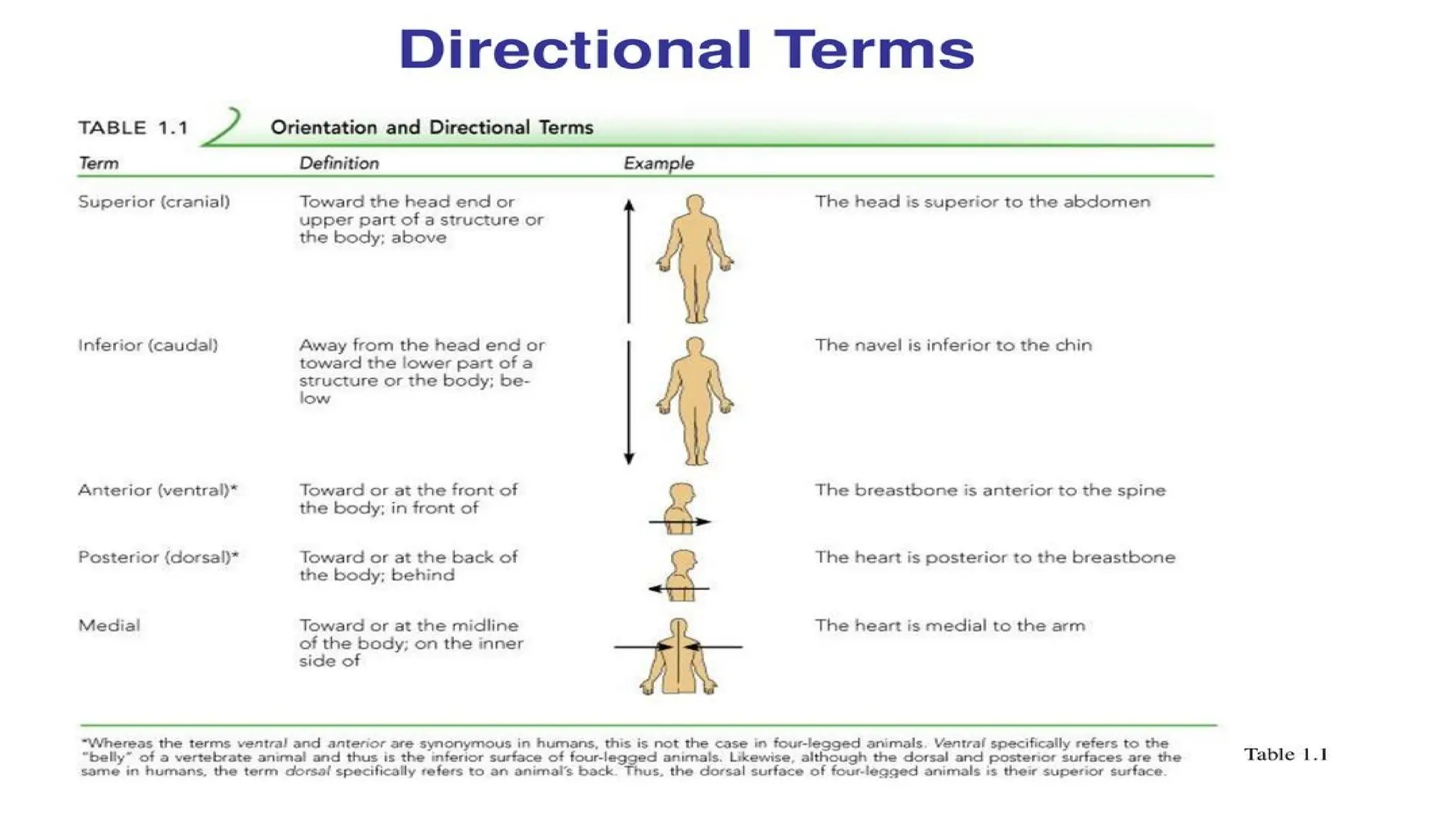 an introduction to human anatomy basics and terminology | PPTX