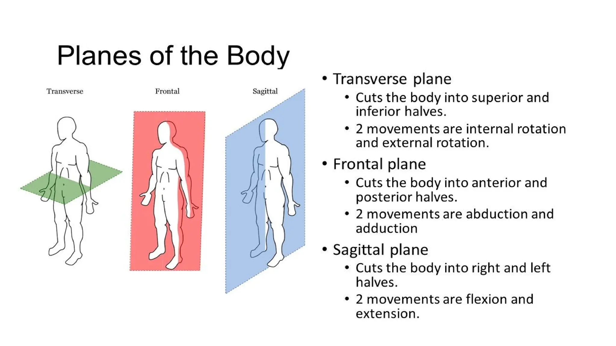 an introduction to human anatomy basics and terminology | PPTX