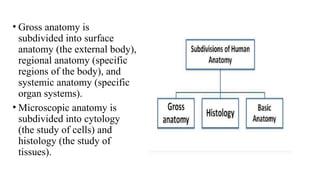 an introduction to human anatomy basics and terminology | PPTX