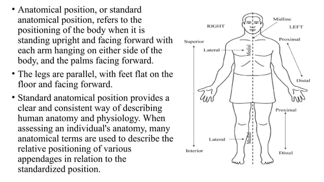 an introduction to human anatomy basics and terminology | PPTX | Death ...