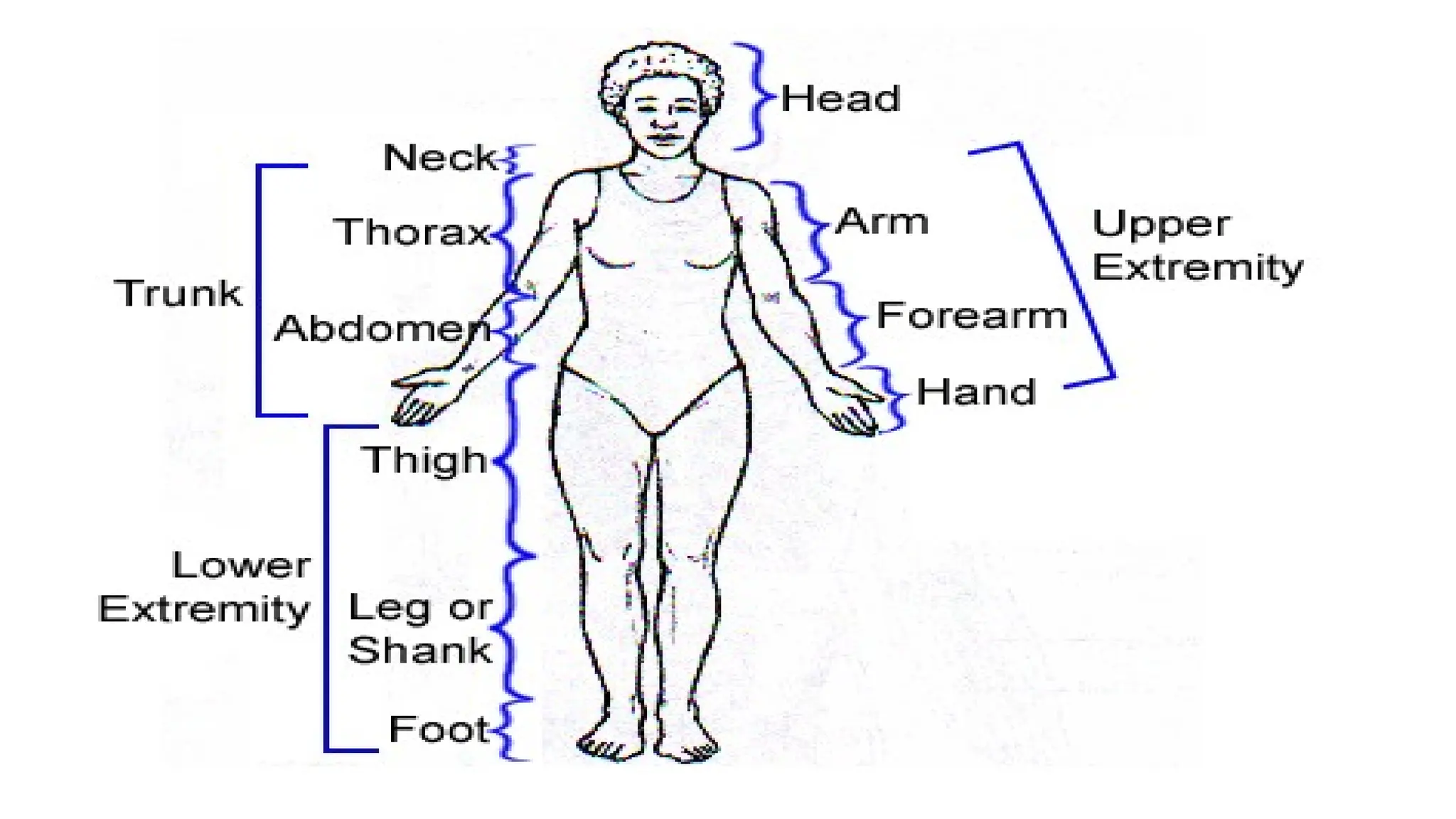 an introduction to human anatomy basics and terminology part 2 | PPT ... an introduction to human anatomy basics and terminology part 2 | PPT ...