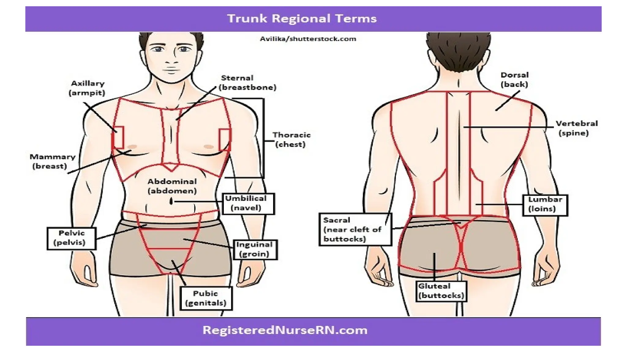 an introduction to human anatomy basics and terminology part 2 | PPT ... an introduction to human anatomy basics and terminology part 2 | PPT ...
