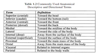 an introduction to human anatomy basics and terminology part 2 | PPT ...