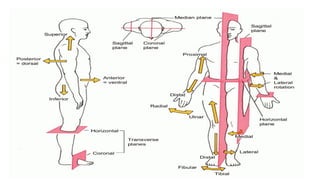 an introduction to human anatomy basics and terminology part 2 | PPT ...