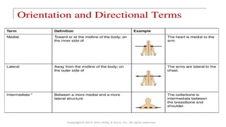 an introduction to human anatomy basics and terminology part 2 | PPT