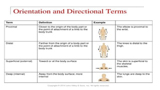 an introduction to human anatomy basics and terminology part 2 | PPT