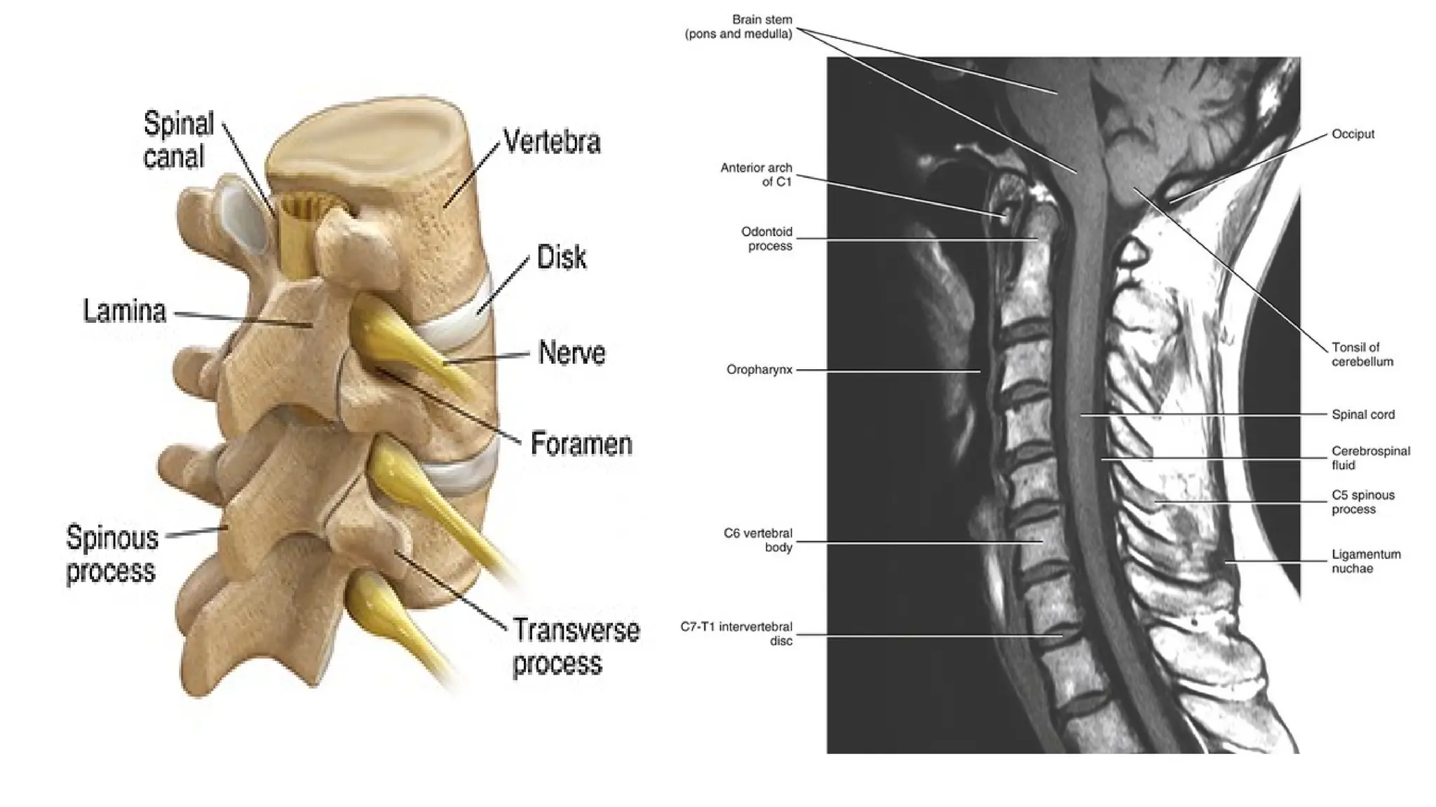 clinically oriented anatomy of human body cavities | PPTX