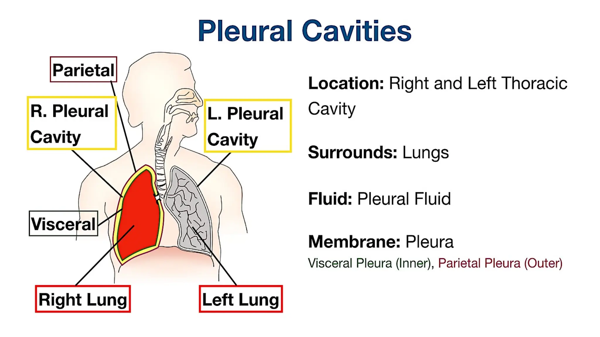 clinically oriented anatomy of human body cavities | PPTX