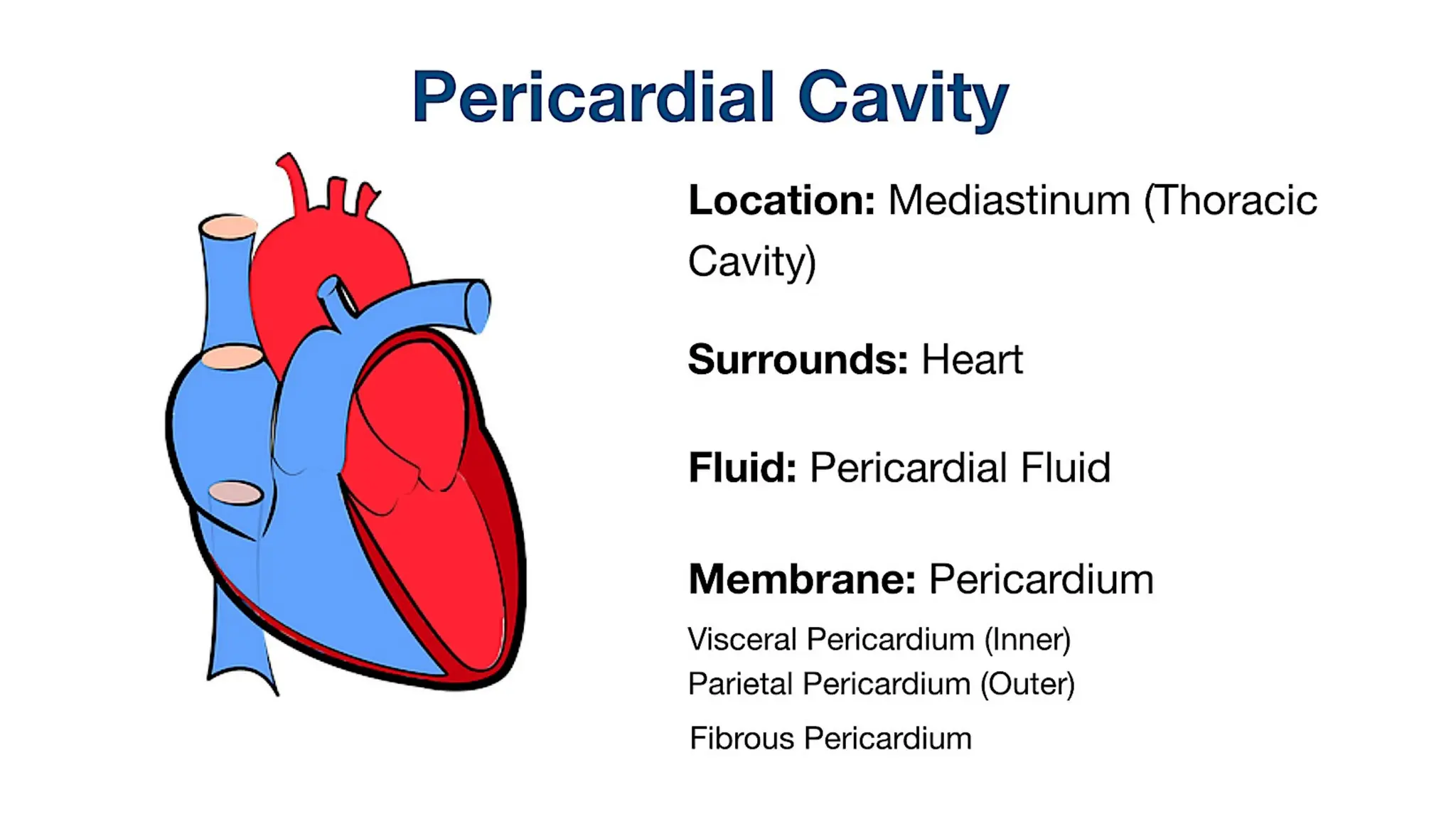 clinically oriented anatomy of human body cavities | PPTX