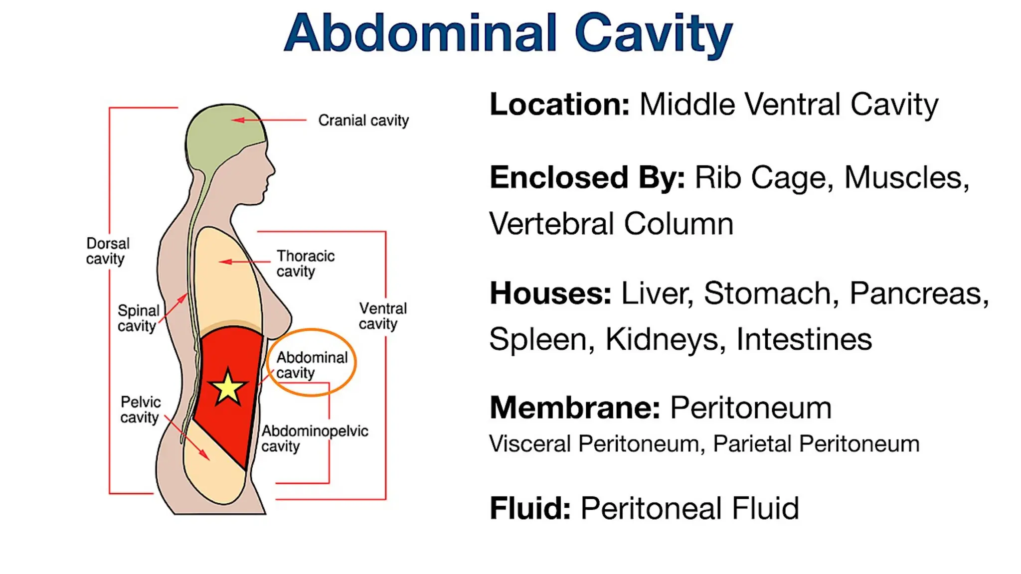 clinically oriented anatomy of human body cavities | PPTX