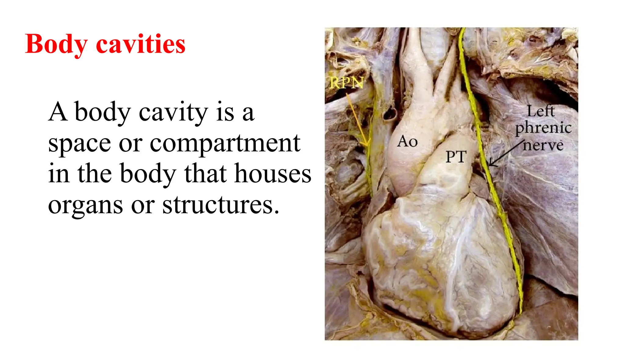clinically oriented anatomy of human body cavities | PPTX