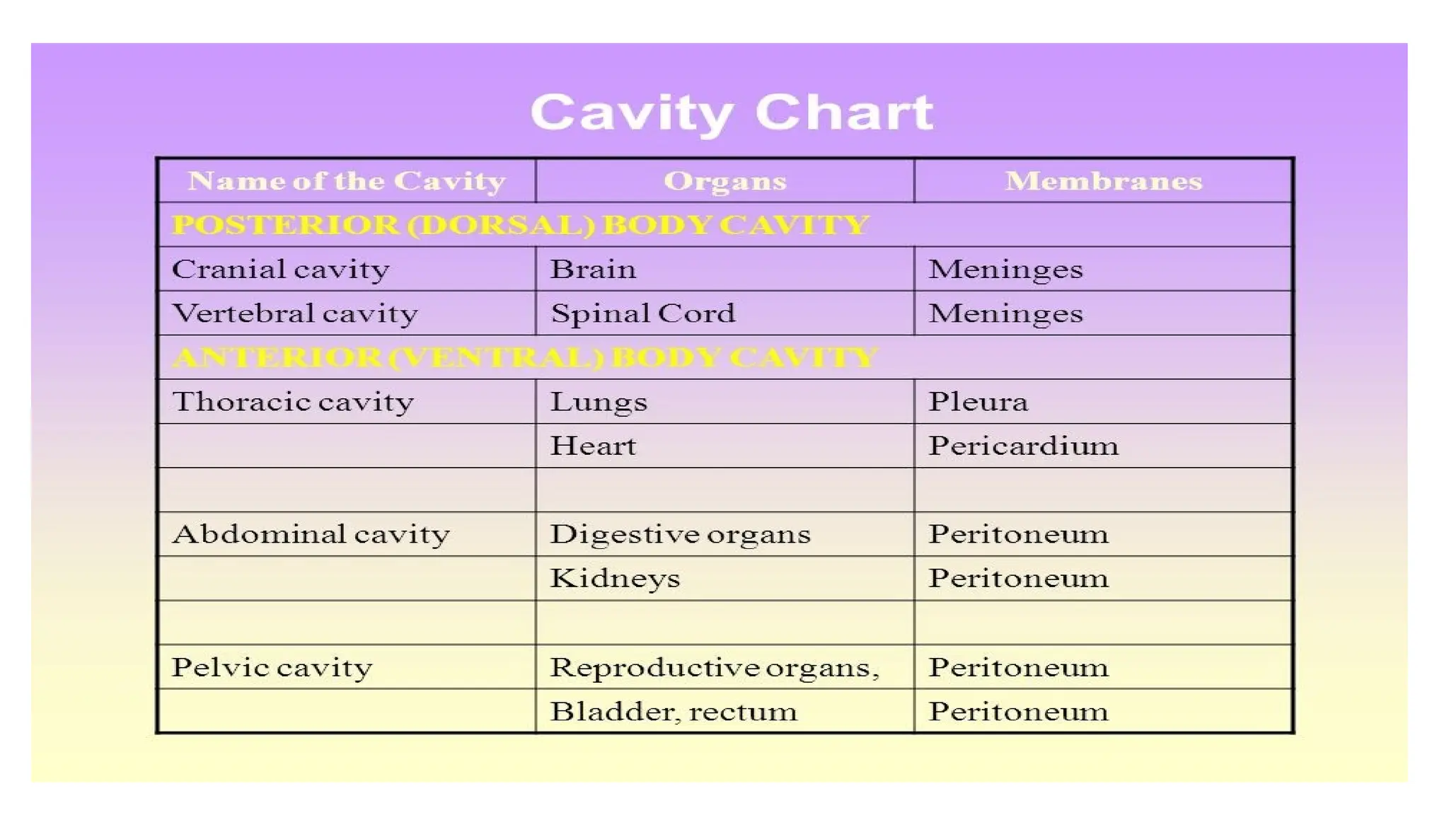 clinically oriented anatomy of human body cavities | PPTX