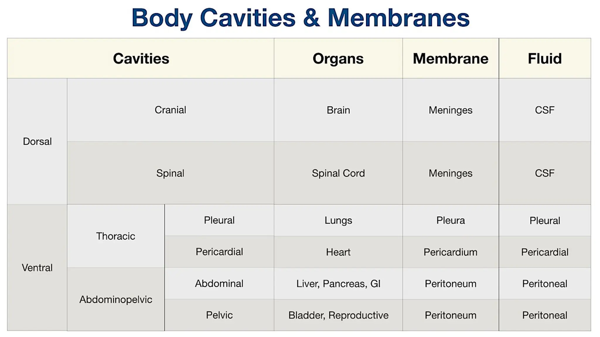 clinically oriented anatomy of human body cavities | PPTX