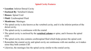 clinically oriented anatomy of human body cavities | PPTX