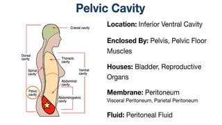 clinically oriented anatomy of human body cavities | PPTX