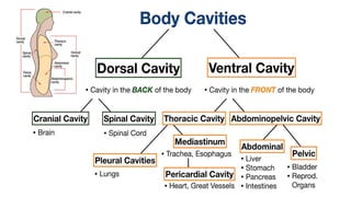 clinically oriented anatomy of human body cavities | PPTX