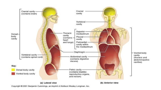 clinically oriented anatomy of human body cavities | PPTX