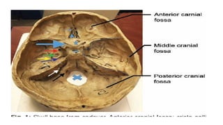 clinically oriented anatomy of human body cavities | PPTX