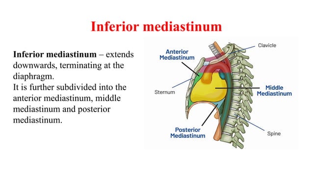 clinically oriented anatomy Mediastinum.pptx