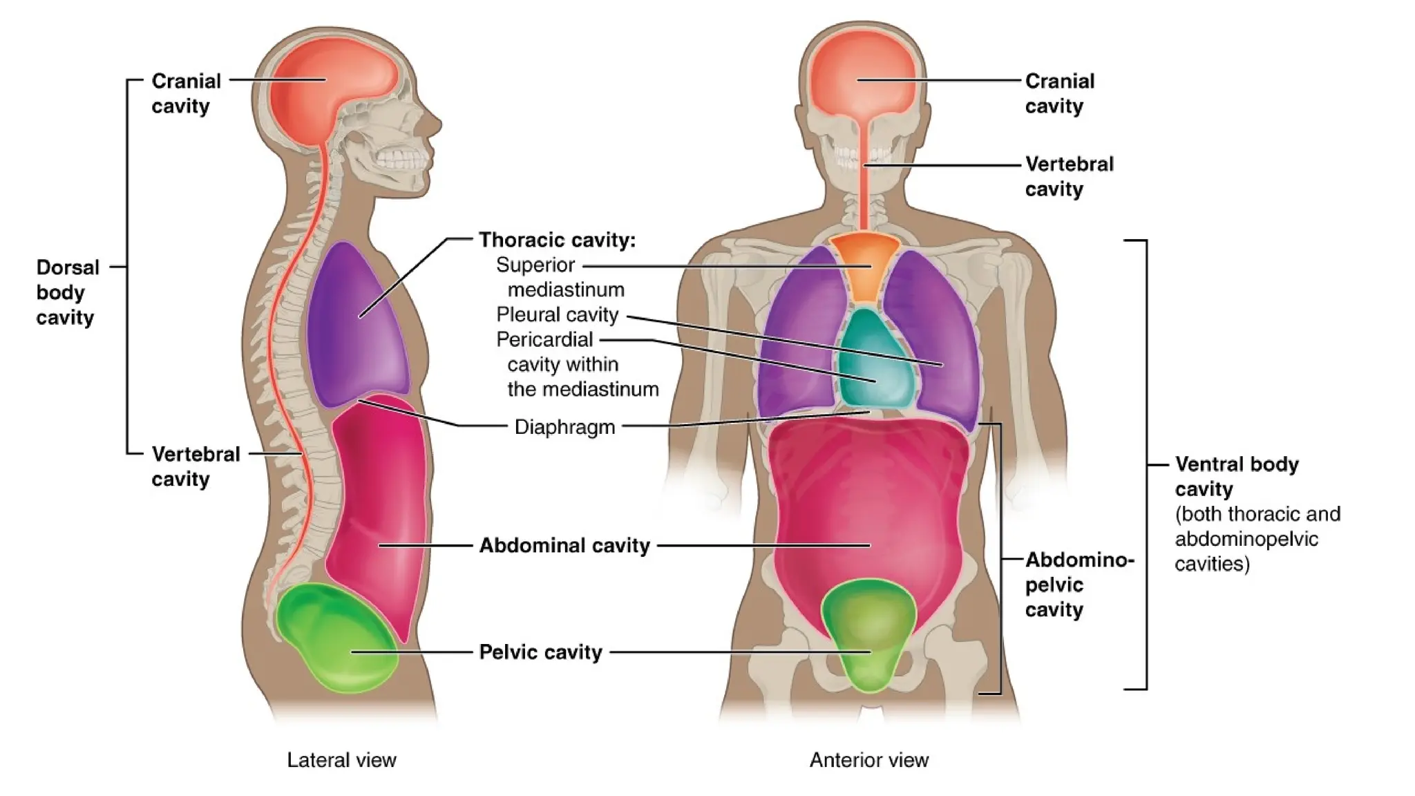 clinical anatomy of serous body membranes | PPTX