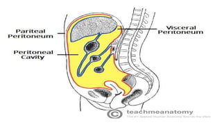 clinical anatomy of serous body membranes | PPTX