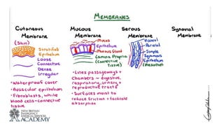 clinical anatomy of serous body membranes | PPTX | Digestive Disorders ...