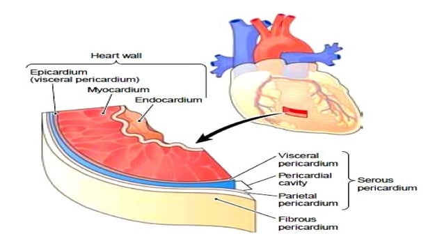 clinical anatomy of serous body membranes | PPTX | Digestive Disorders ...