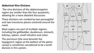 clinically oriented anatomy ; abdomino-pelvic quadrants and regions | PPTX
