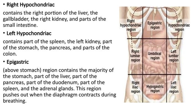 clinically oriented anatomy ; abdomino-pelvic quadrants and regions ...