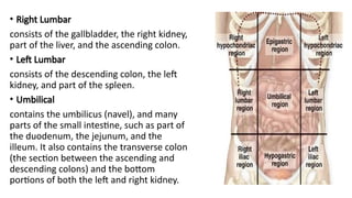 clinically oriented anatomy ; abdomino-pelvic quadrants and regions | PPTX