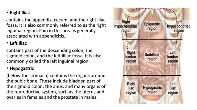 clinically oriented anatomy ; abdomino-pelvic quadrants and regions ...