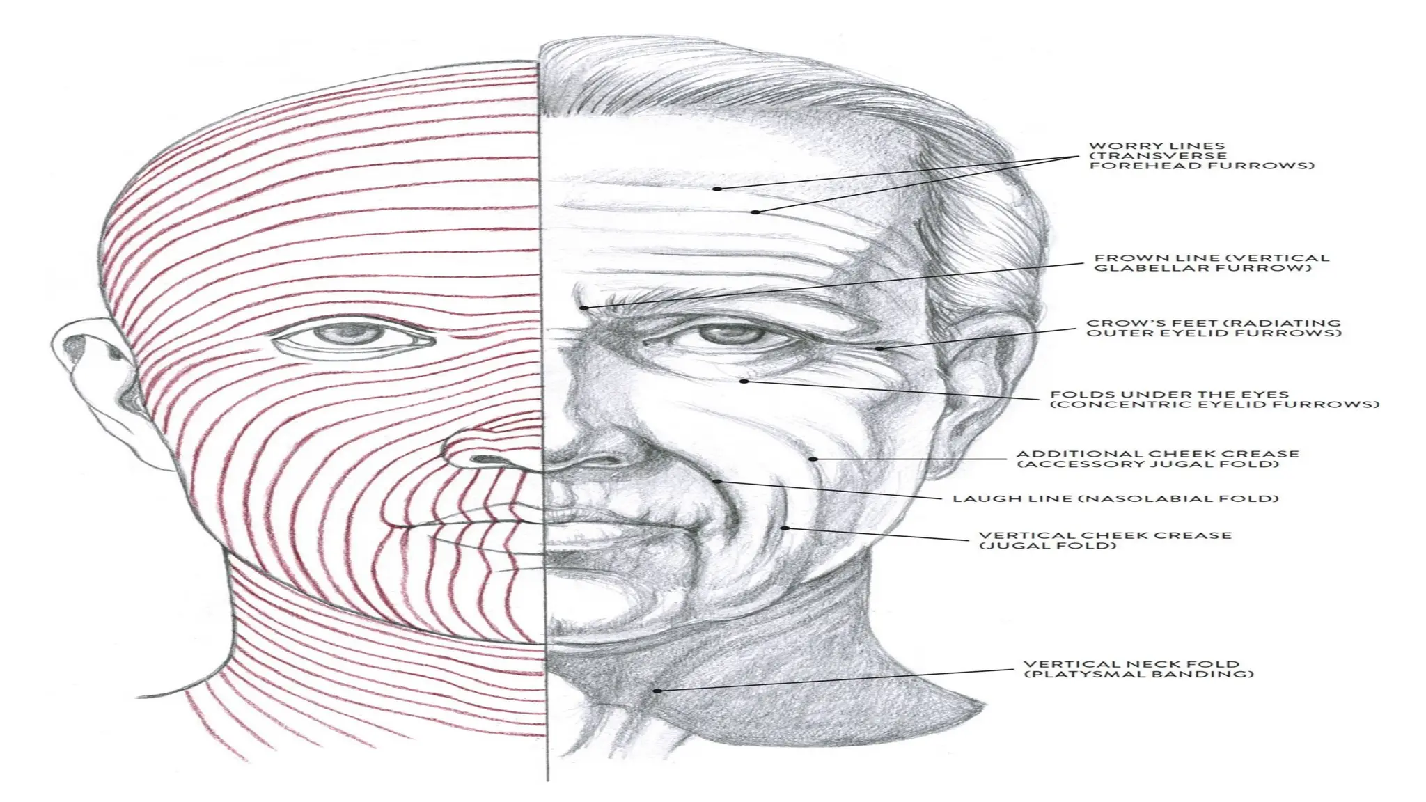organ systems ; integumentary system; skin and fascia | PPTX | Skin and ...