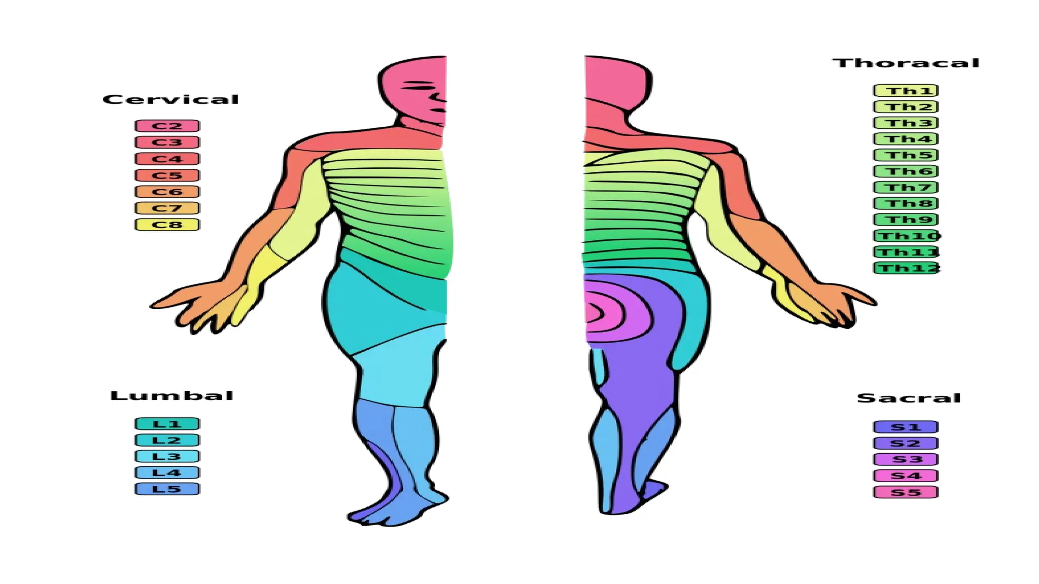 organ systems ; integumentary system; skin and fascia | PPTX