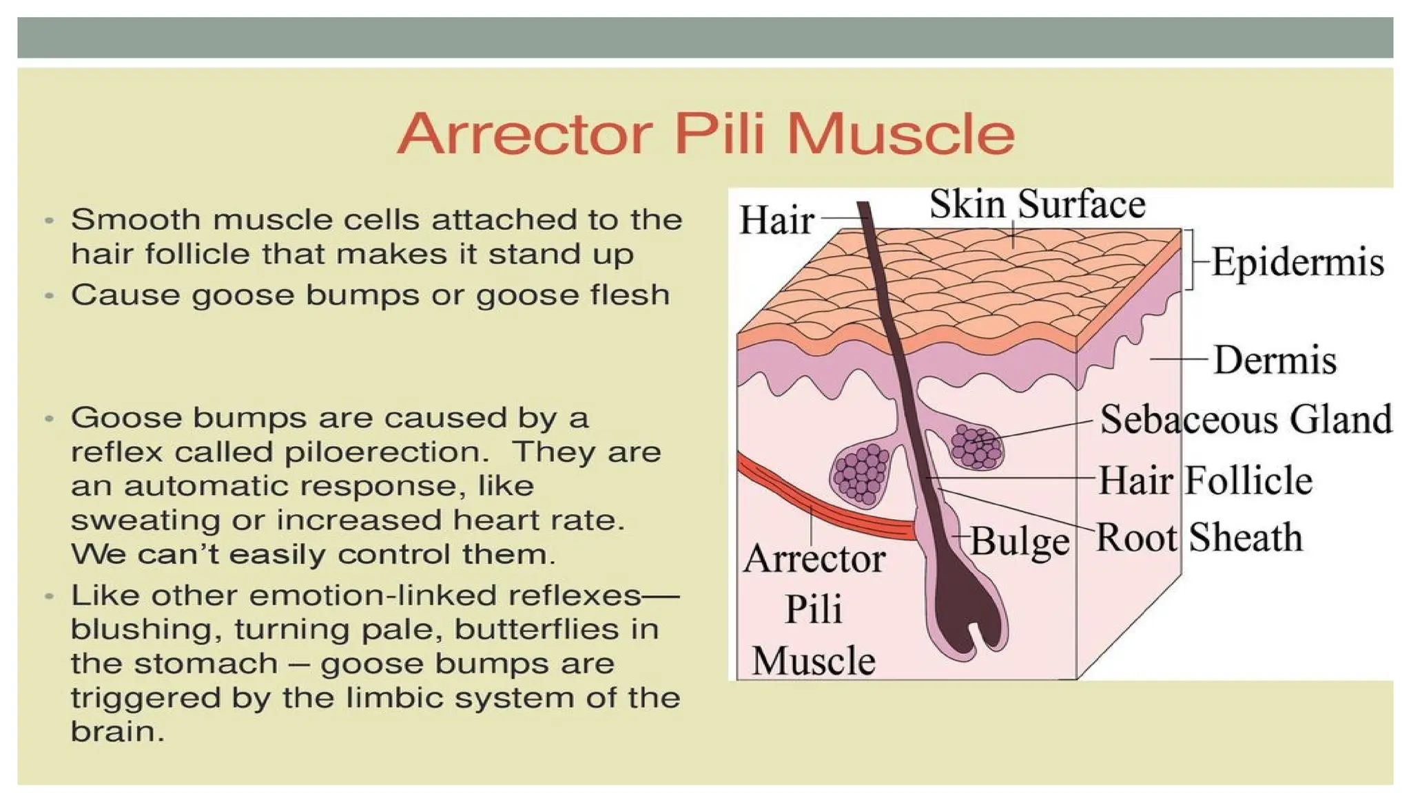 organ systems ; integumentary system; skin and fascia | PPT