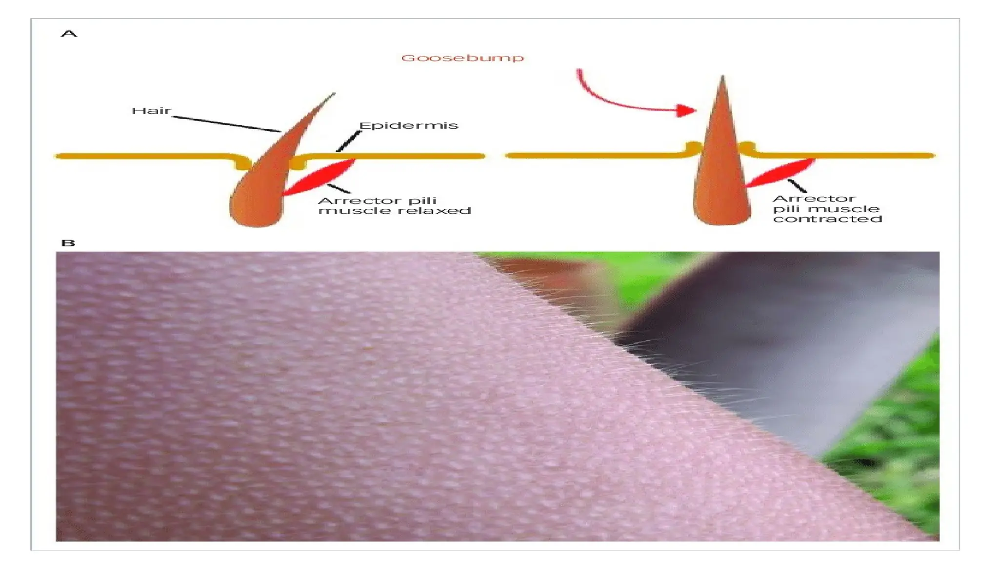 organ systems ; integumentary system; skin and fascia | PPTX