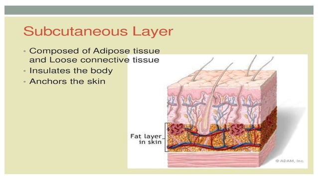 organ systems ; integumentary system; skin and fascia | PPTX | Skin and ...
