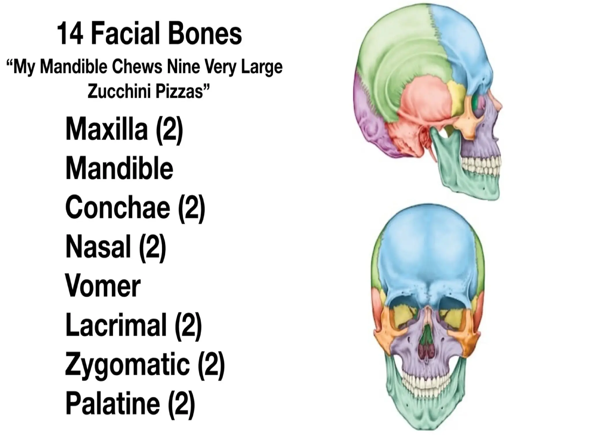 Clinical anatomy of the human Skull and associated landmarks | PPTX