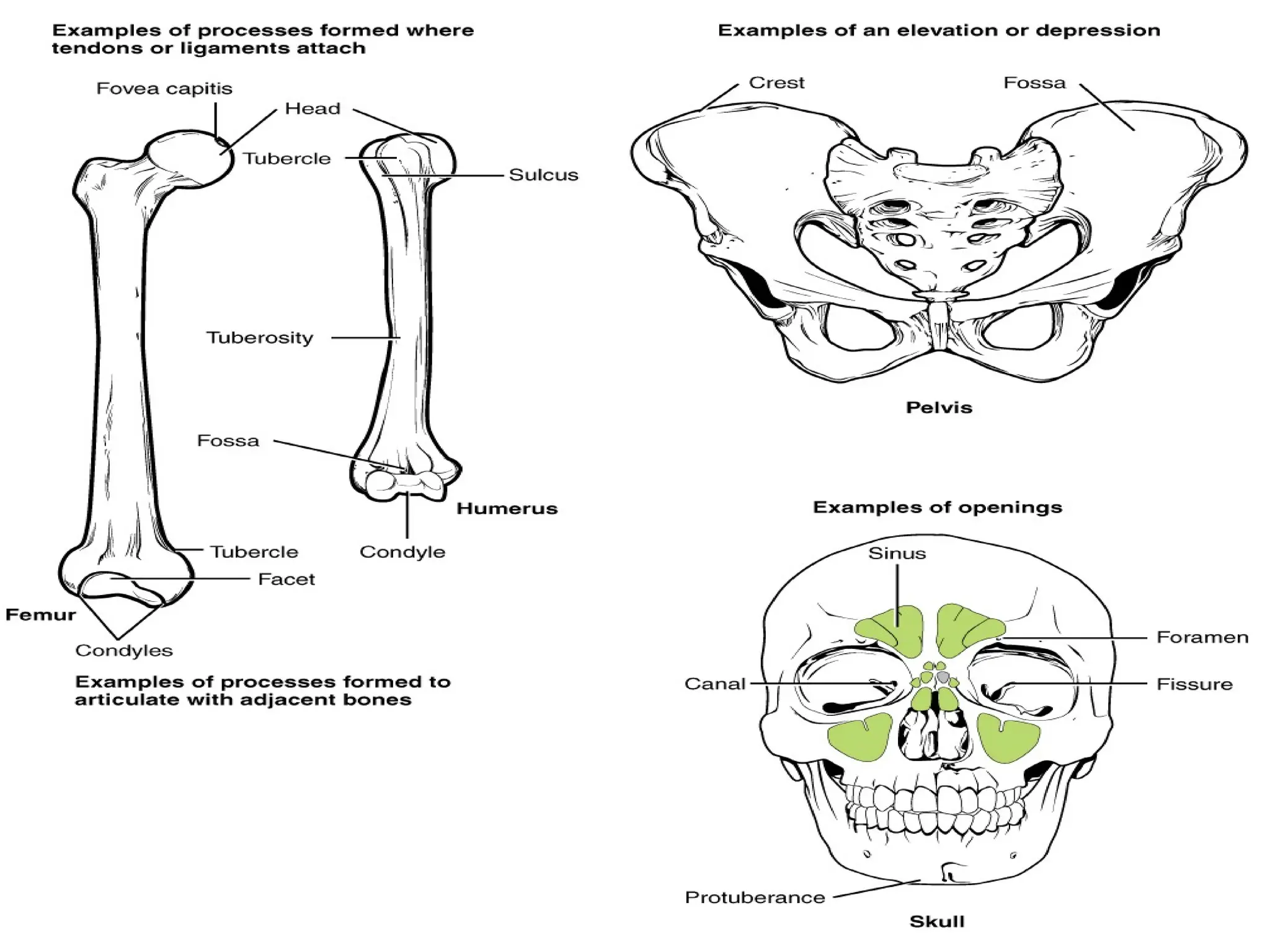 Clinical anatomy of the human Skull and associated landmarks | PPTX