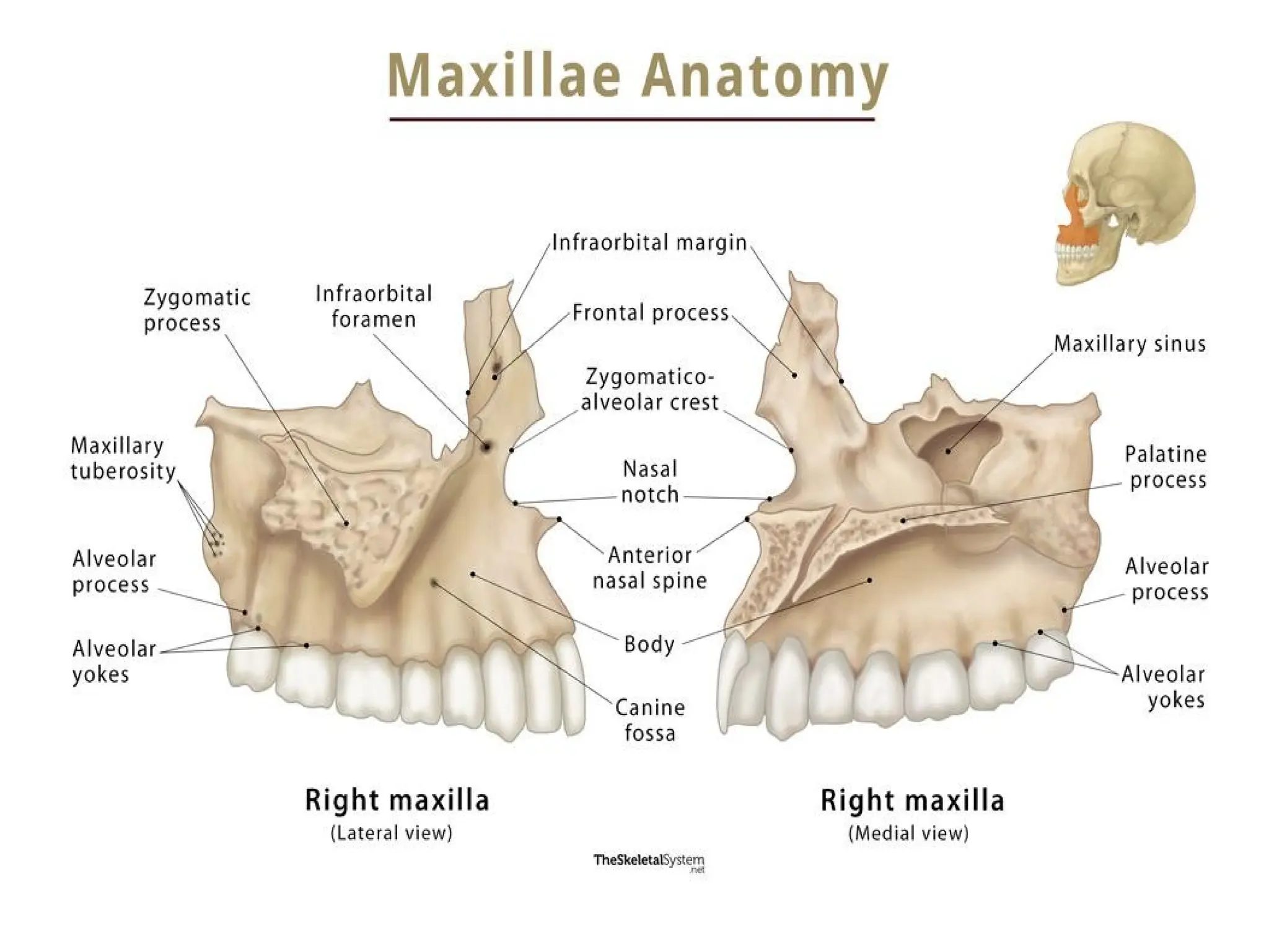 Clinical anatomy of the human Skull and associated landmarks | PPTX