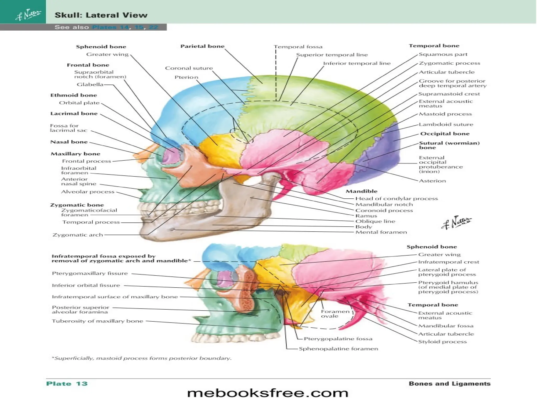 Clinical anatomy of the human Skull and associated landmarks | PPTX | Death, Injury, or Military ...