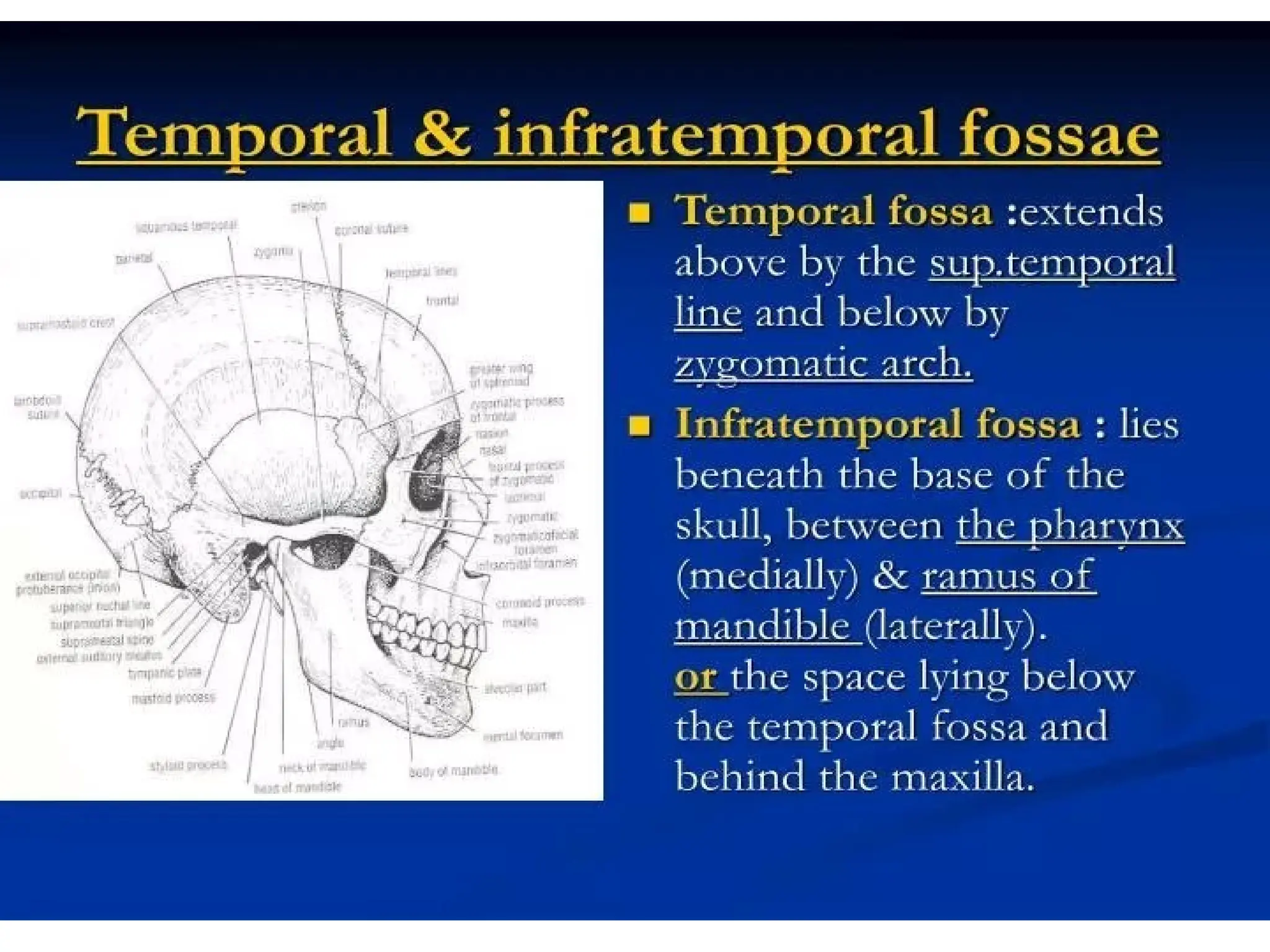 Clinical anatomy of the human Skull and associated landmarks | PPTX