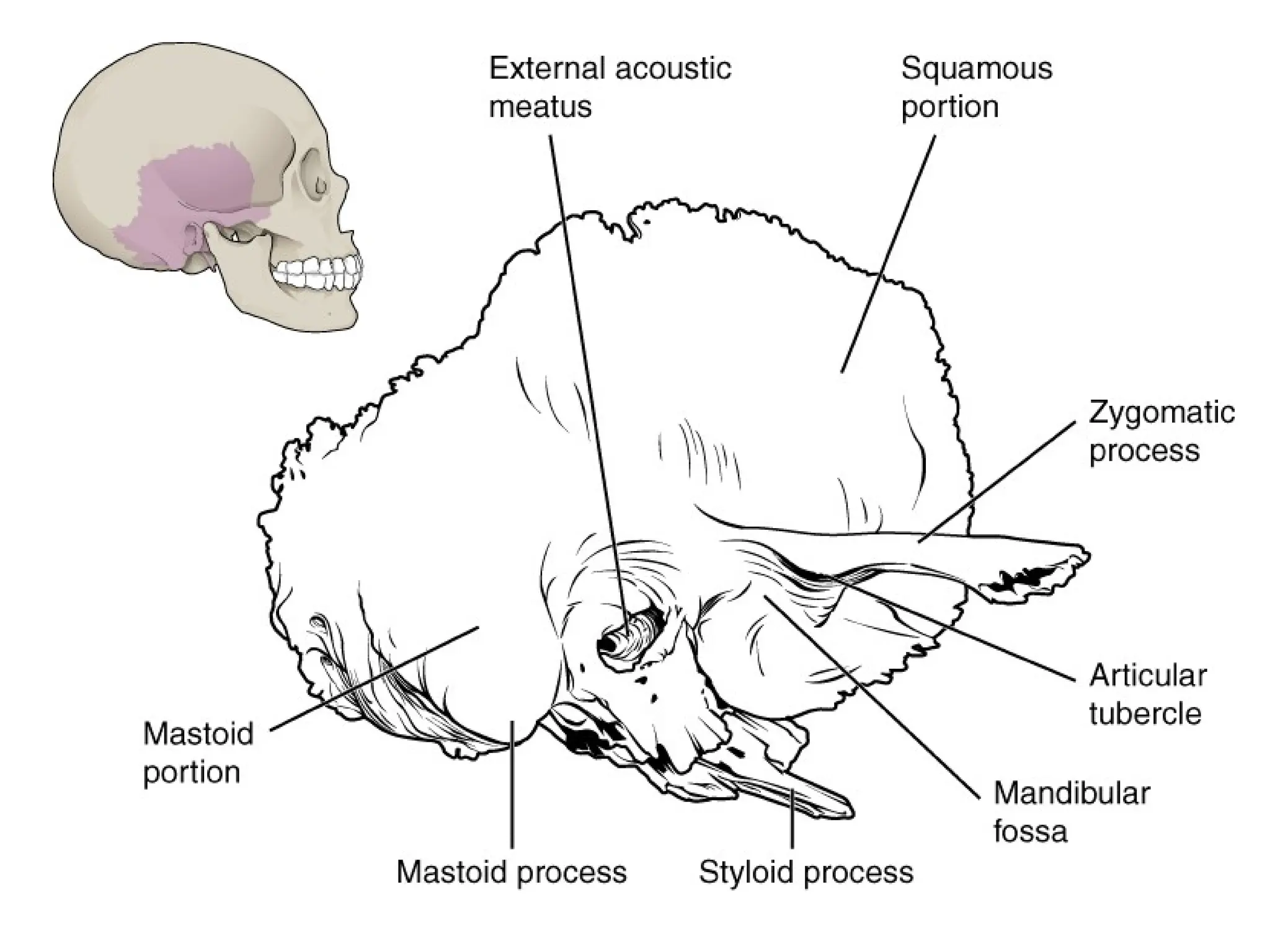 Clinical anatomy of the human Skull and associated landmarks | PPTX