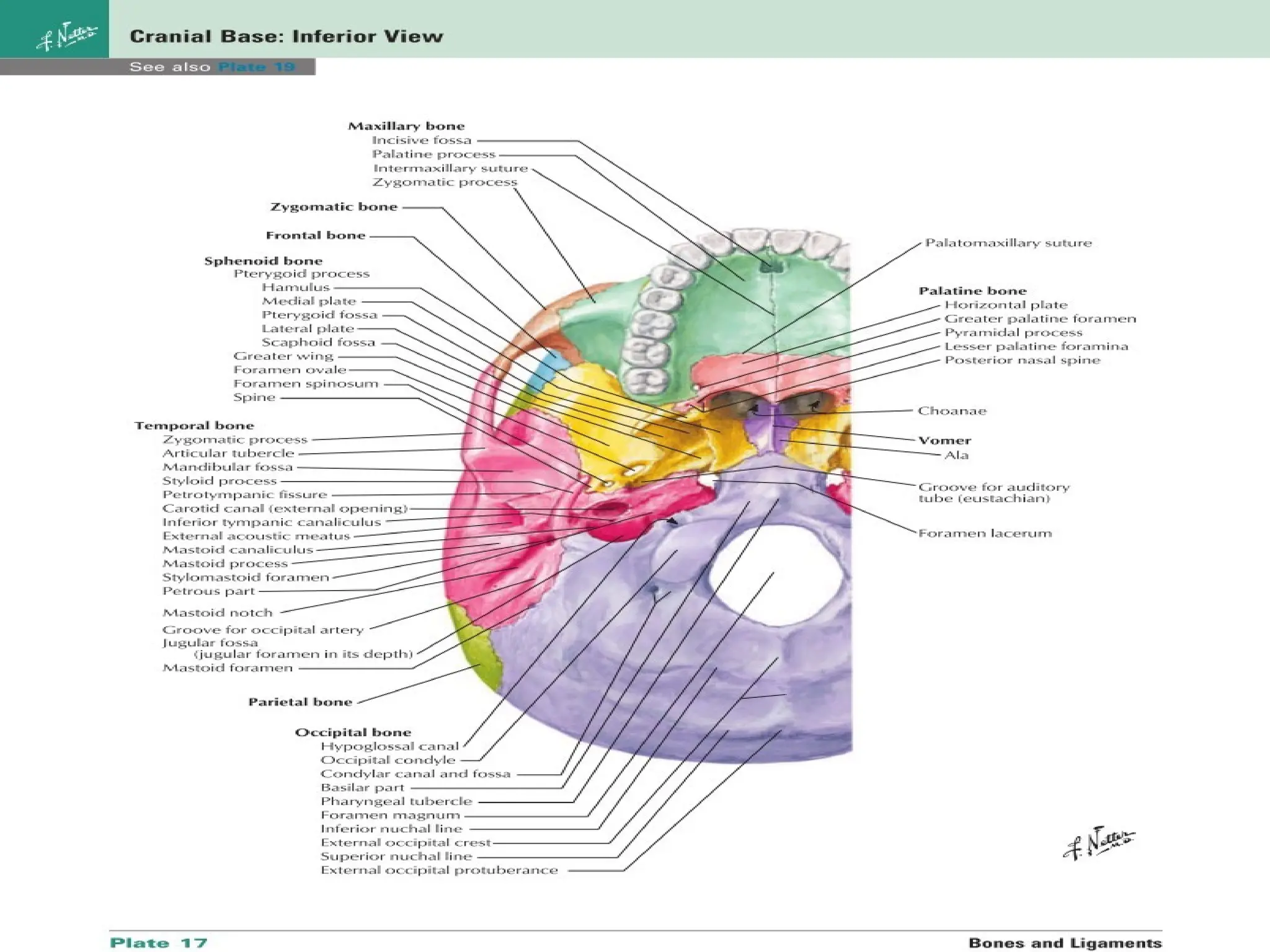 Clinical anatomy of the human Skull and associated landmarks | PPTX | Death, Injury, or Military ...